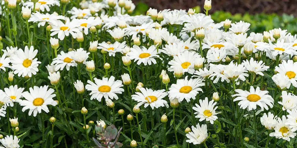 How to Grow Daisies – Spring Hill Nurseries