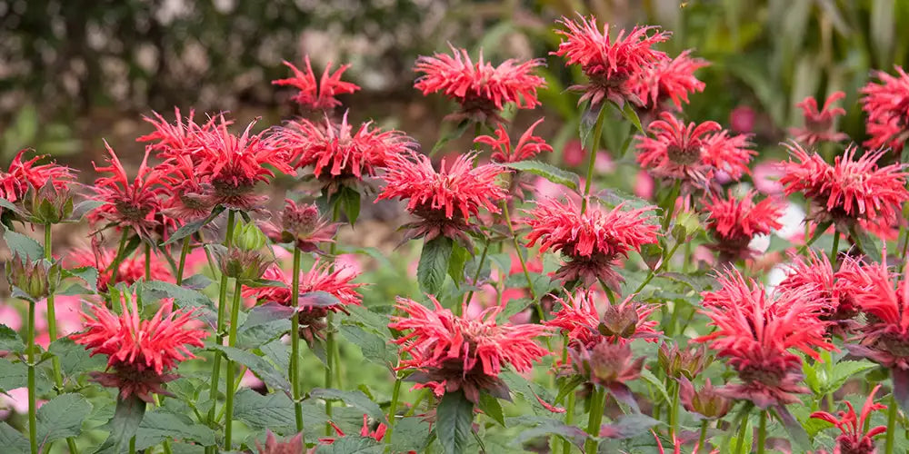 How to Grow Monarda Plants – Spring Hill Nurseries