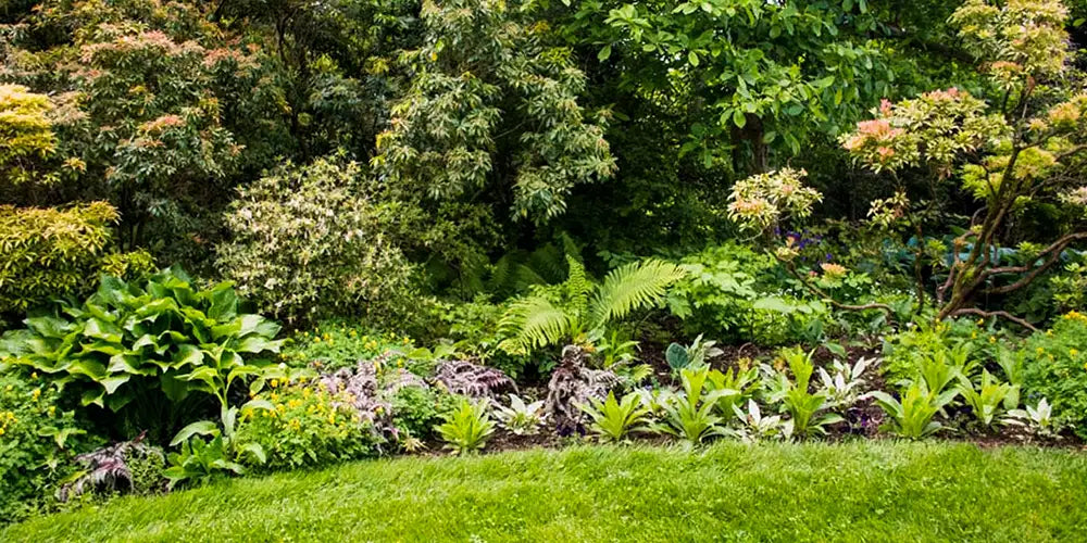 Jazz Up Your Shade Garden With These Three Must Haves – Spring Hill ...