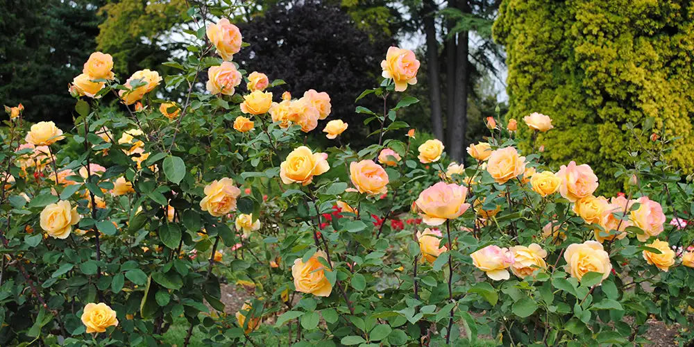 The Rose- A Brief History – Spring Hill Nurseries