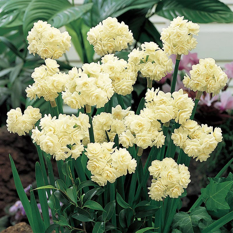 Narcissus Erlicheer At Spring Hill Nurseries