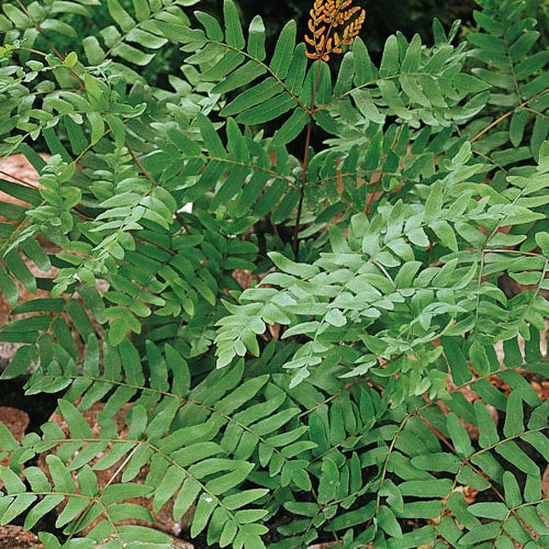 Royal Fern At Spring Hill Nurseries