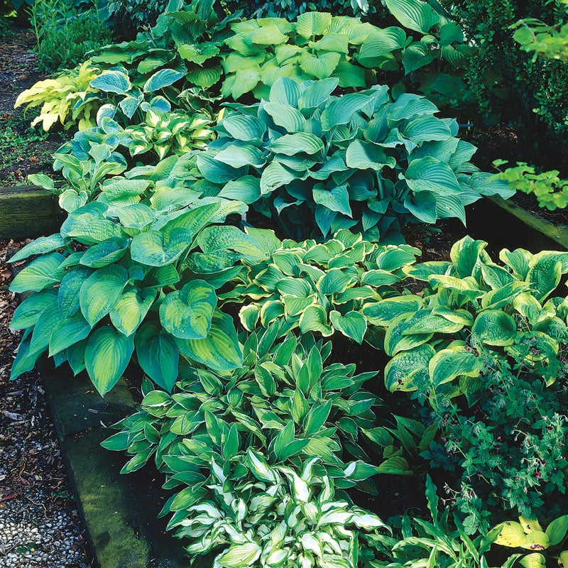 Buy Hosta Mix Super Bag at Spring Hill Nursery