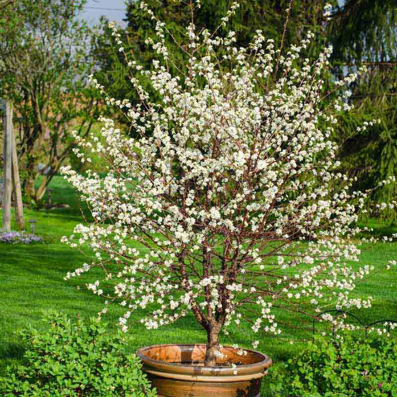 Romeo Dwarf Cherry Tree- Fruit Trees for Sale | Spring Hill