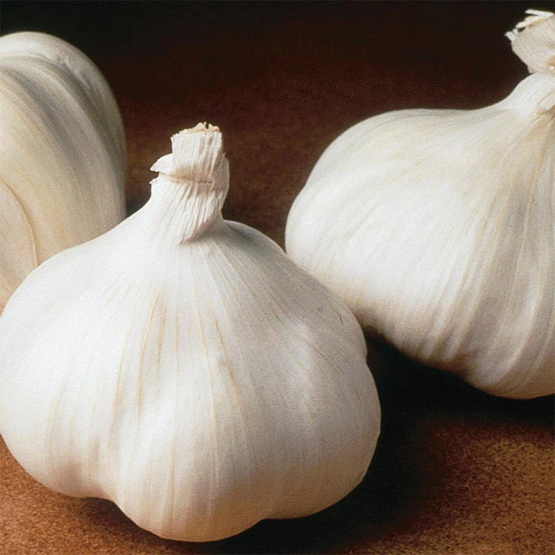 California White Garlic At Spring Hill Nurseries