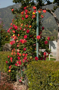 Joseph's Coat Climbing Rose for Sale - Rose Bushes | Spring Hill ...
