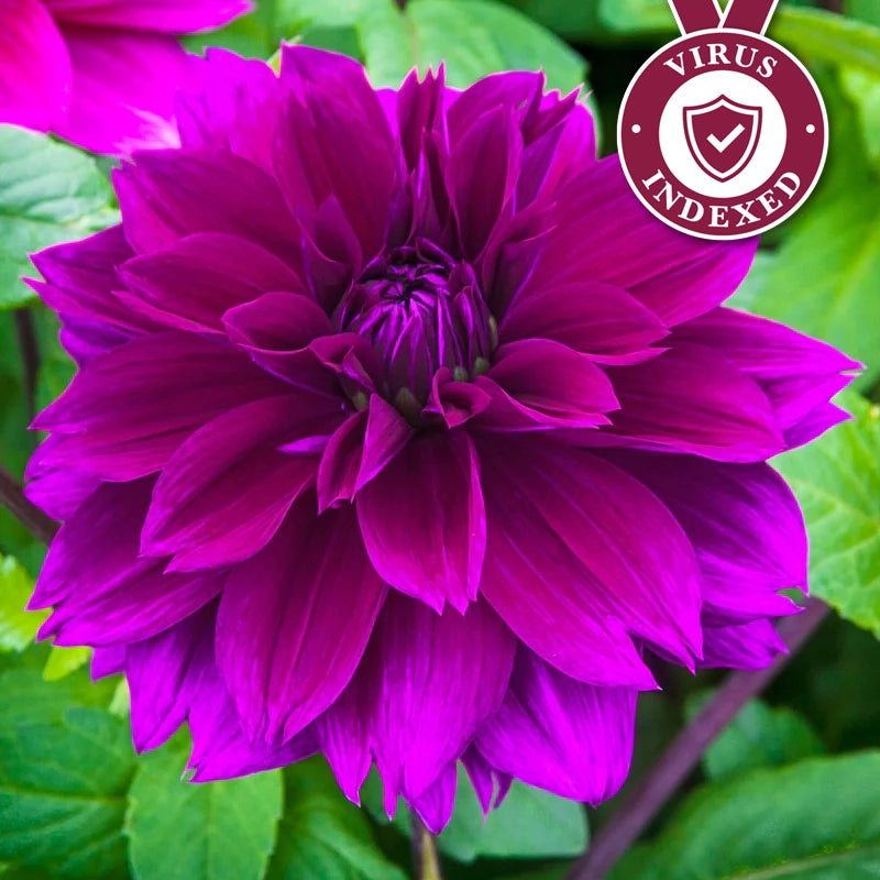 Thomas Edison Dahlia - Spring Hill Nurseries