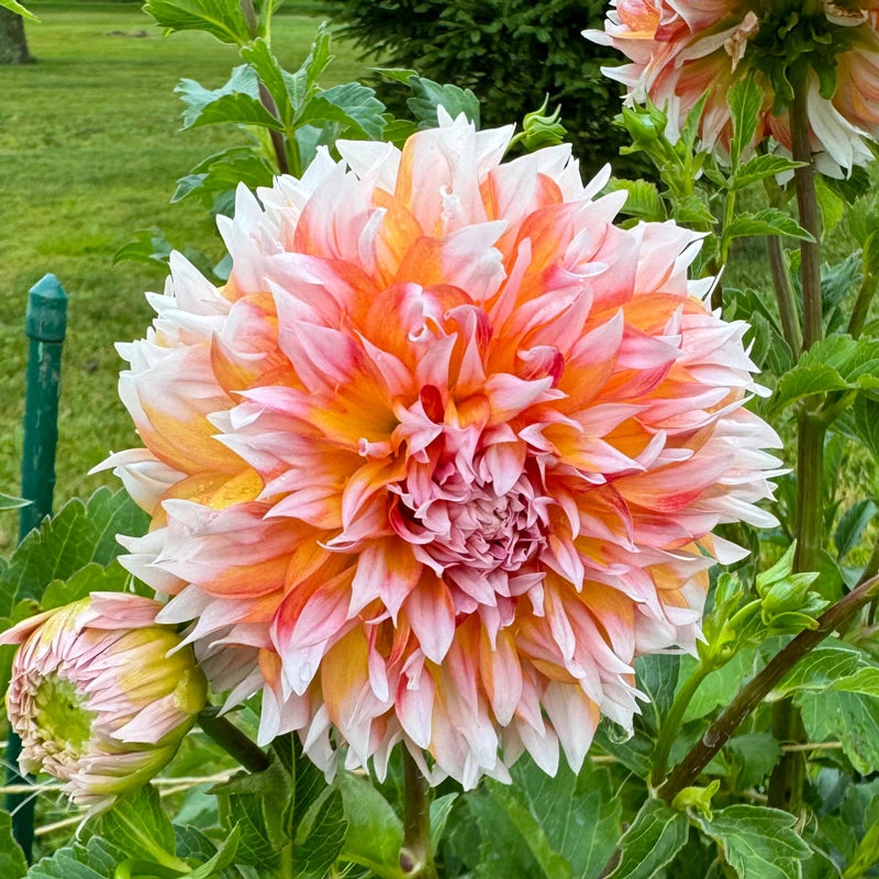 Bloomquist Amazing Dahlia - Spring Hill Nurseries