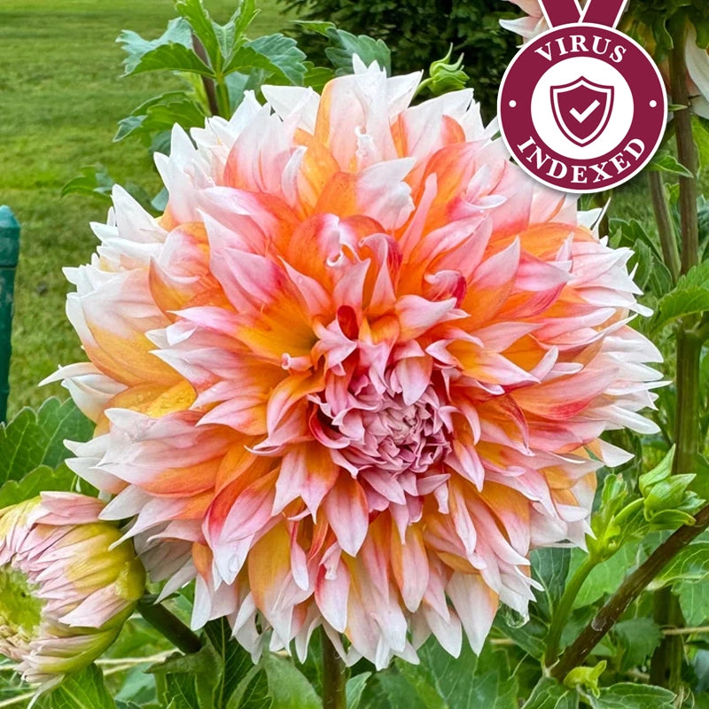 Bloomquist Amazing Dahlia - Spring Hill Nurseries