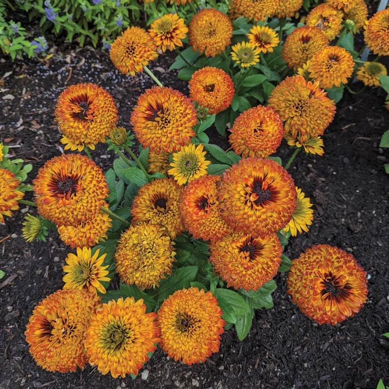 Solar Sisters Rudbeckia - Spring Hill Nurseries