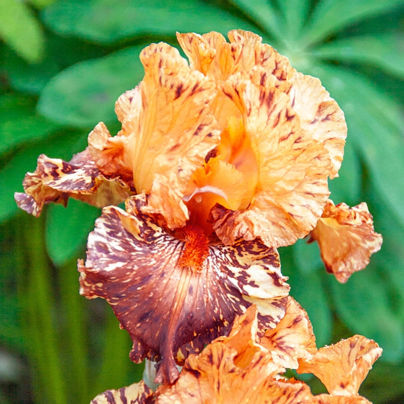 Cheetah Cheese Bearded Iris - Spring Hill Nurseries
