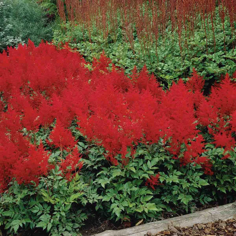 Spinell Astilbe – Spring Hill Nurseries