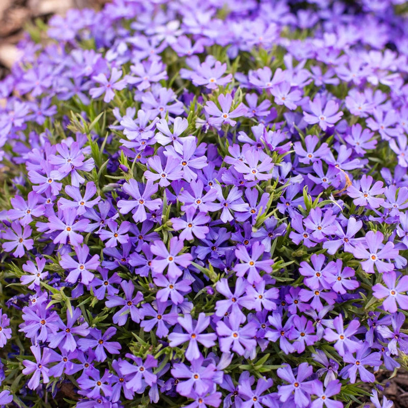 Violet Pinwheels Carpet Phlox – Spring Hill Nurseries