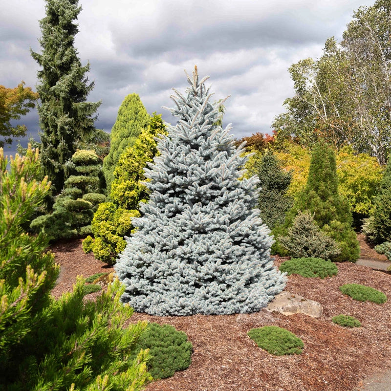 Monty® Blue Spruce – Spring Hill Nurseries