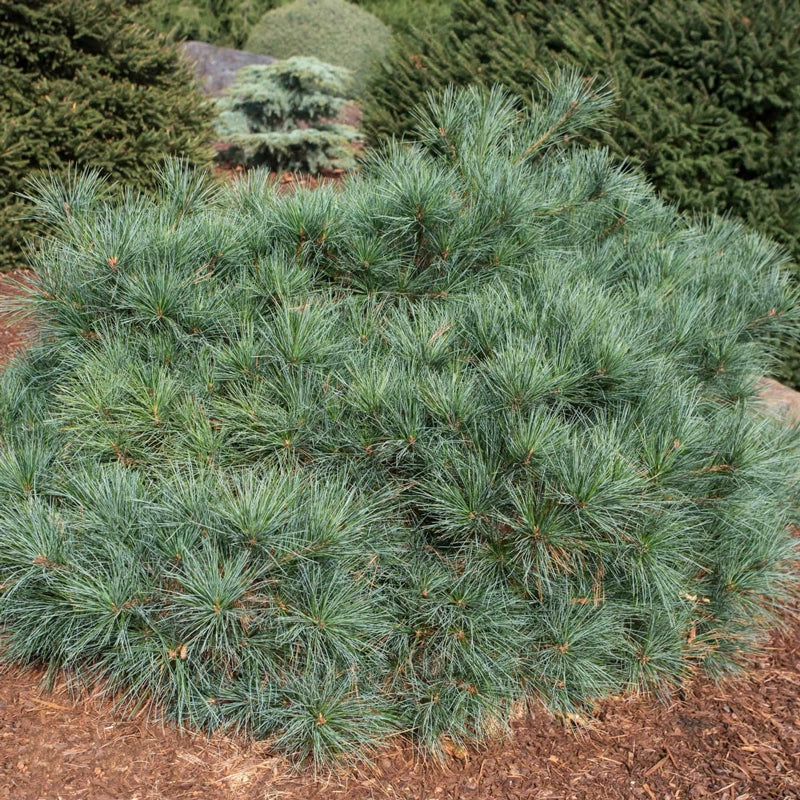 Blue Shag Eastern White Pine – Spring Hill Nurseries