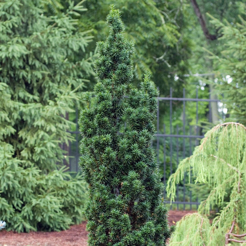 Beanpole Upright Yew – Spring Hill Nurseries