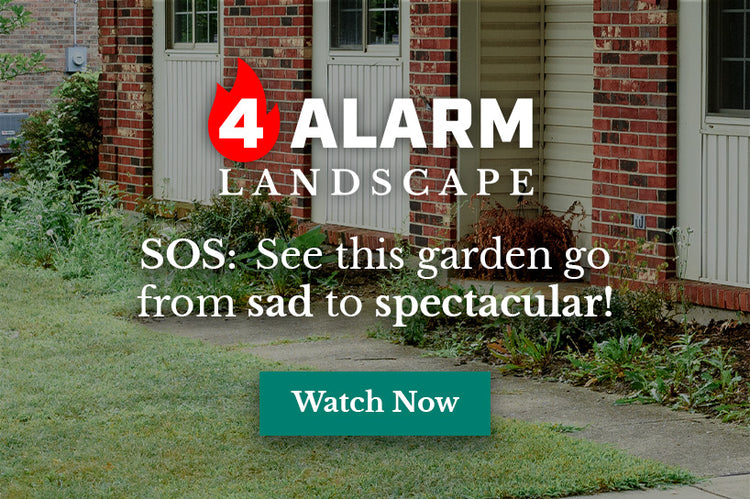Spring Hill Nurseries | Find your Inspiration- Online Nursery