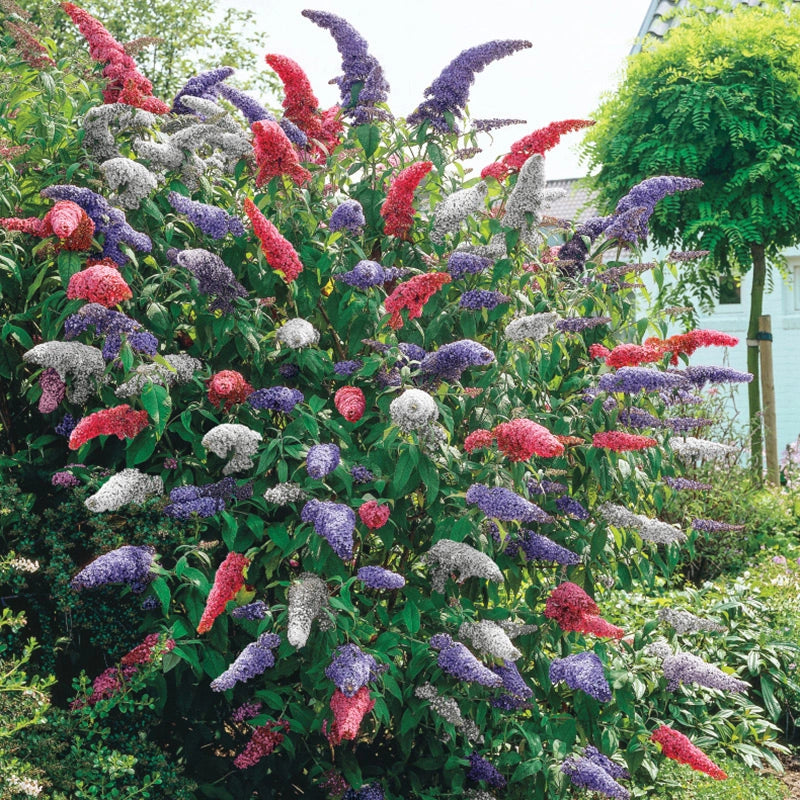 3-In-1 Butterfly Bush At Spring Hill Nurseries