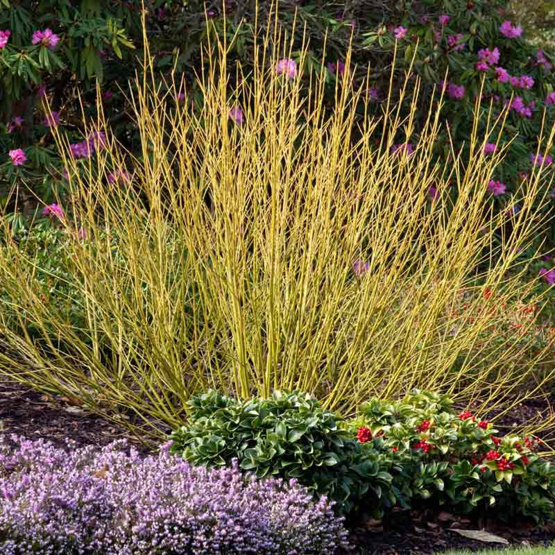 Budd's Yellow Twig Dogwood | Shrubs at Spring Hill Nurseries