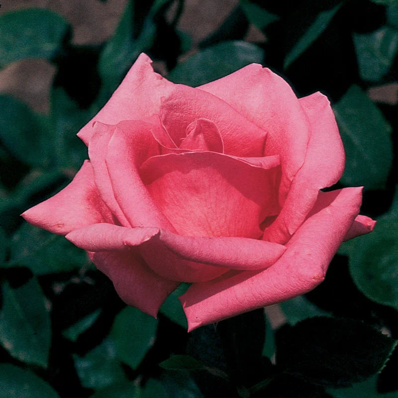 Pink Peace Hybrid Tea Rose – Spring Hill Nurseries