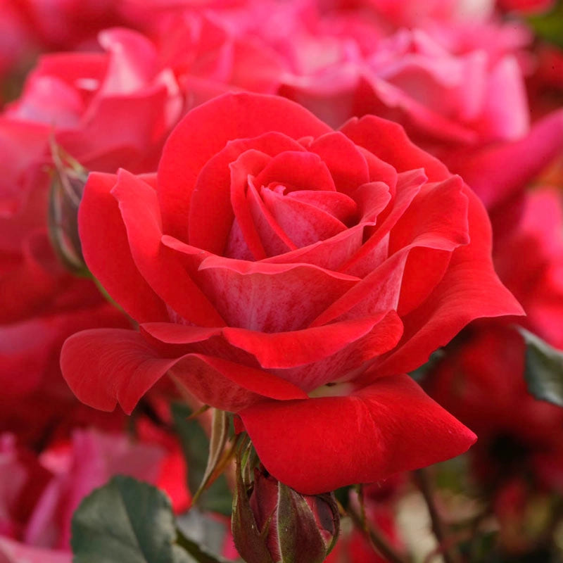 Take It Easy Shrub Rose | Shop Roses | Spring Hill Nurseries