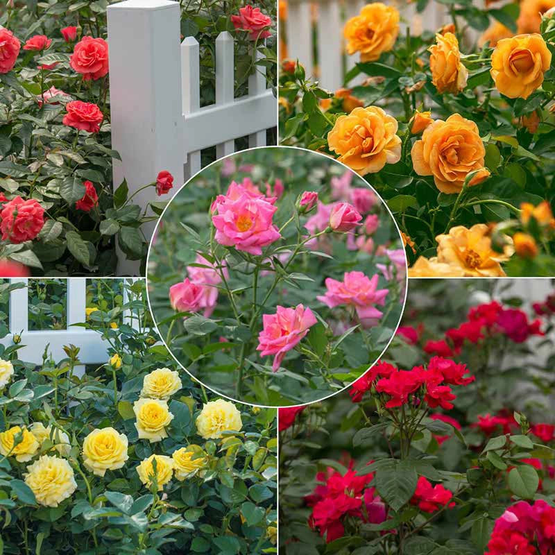 Freedom Rose Sampler | Spring Hill Nurseries