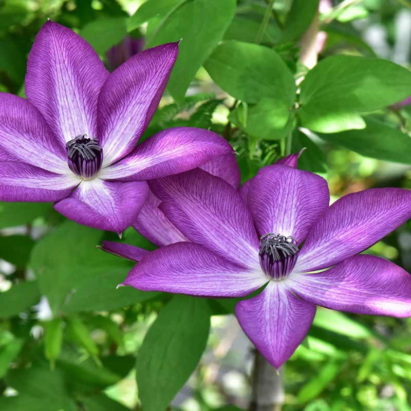 Amaranthine Clematis | Large-Flowered Clematis | Spring Hill