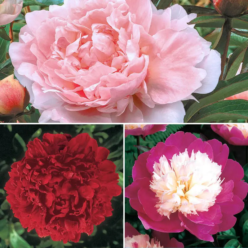 Classics for Cutting Peony Collection | Spring Hill Nurseries