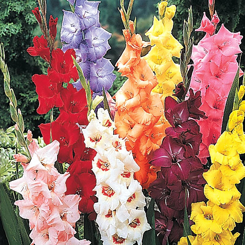 Mixed Glads Super Bag | Spring Hill Nurseries