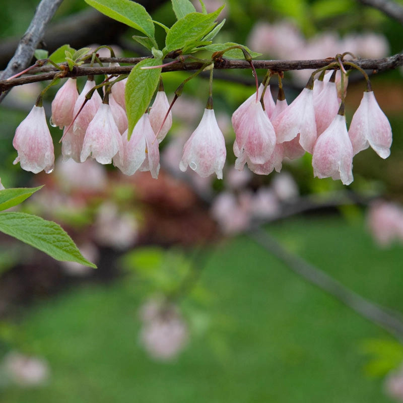 Pink Mountain Silverbell Tree |Spring Hill Nurseries