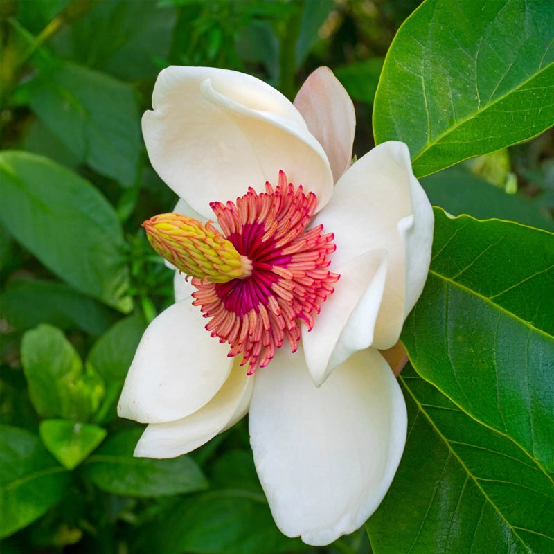 Colossus Magnolia - Spring Hill Nurseries