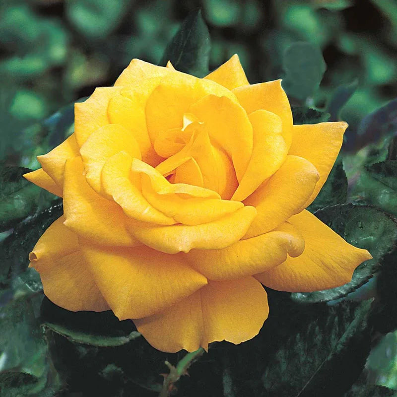 Henry Fonda Hybrid Tea Rose – Spring Hill Nurseries