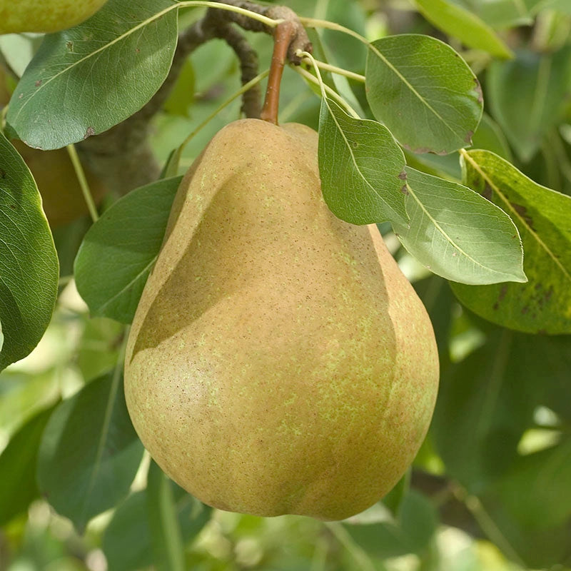 Ambrosia™ Pear – Spring Hill Nurseries