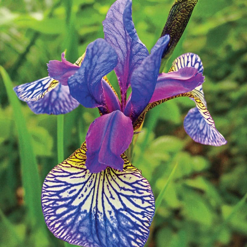 Shaker's Prayer Siberian Iris | Spring Hill Nurseries