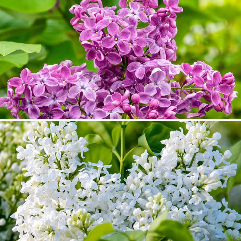 Beach Party Lilac Duet - Shop Lilacs | Spring Hill