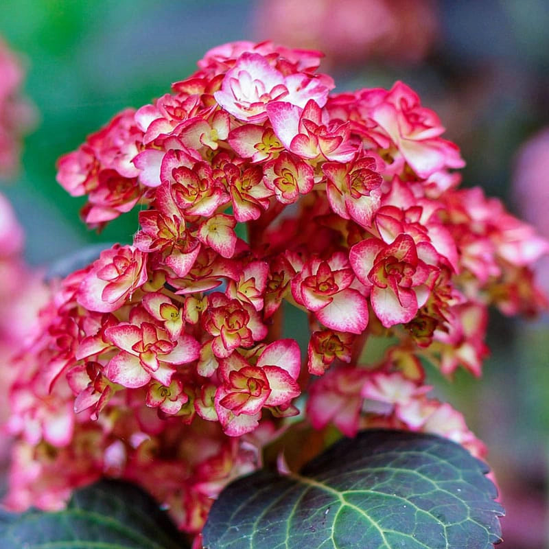Miss Saori Hydrangea | Spring Hill Nurseries