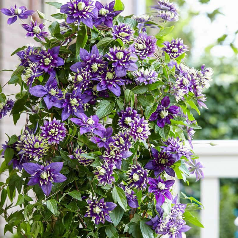 Taiga Clematis | Large – Flowered Clematis | Spring Hill