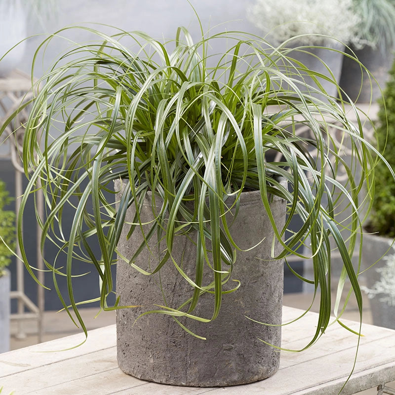 Ribbon Falls Sedge – Perennials | Spring Hill Nurseries