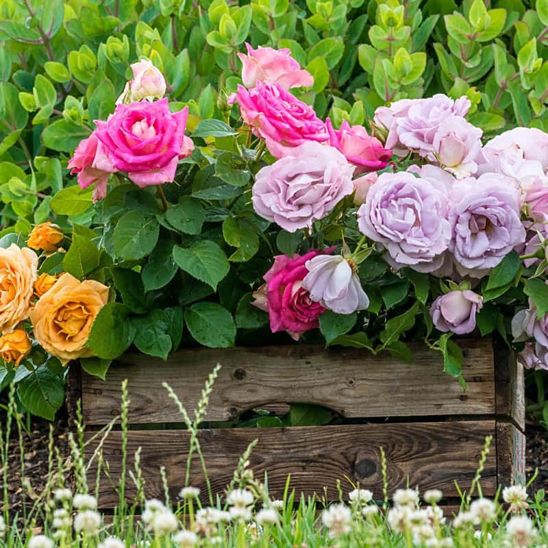 Collectors Preview Pack | Shop Hybrid Tea Roses | Spring Hill