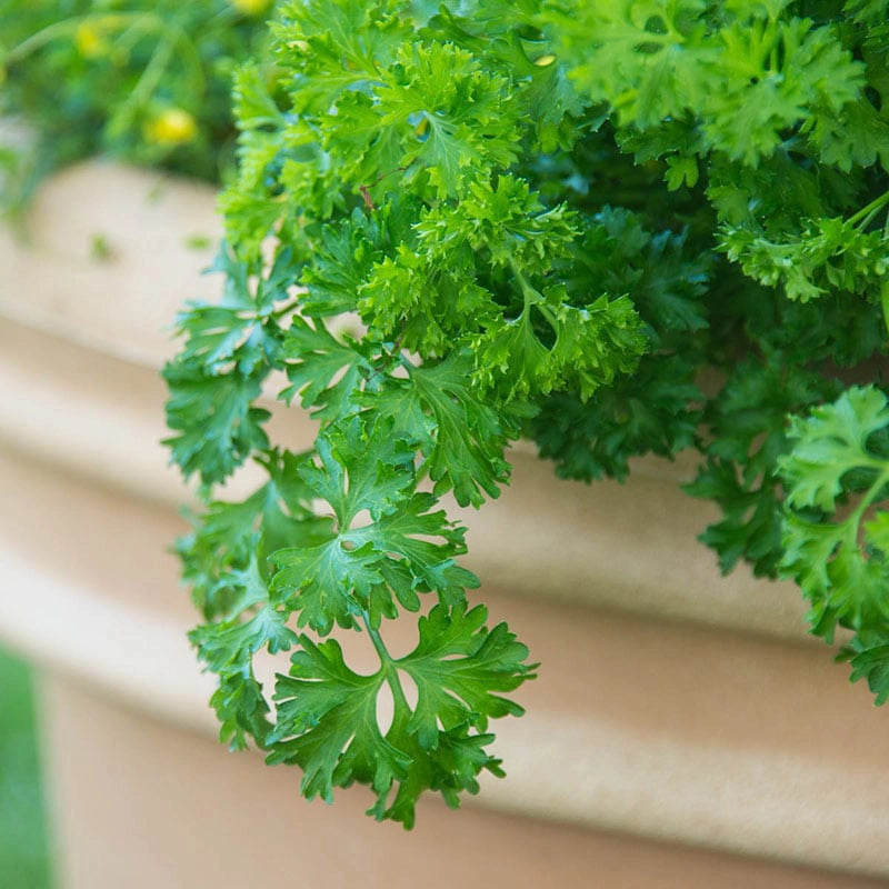 Curly Parsley | Shop Annuals | Spring Hill Nurseries