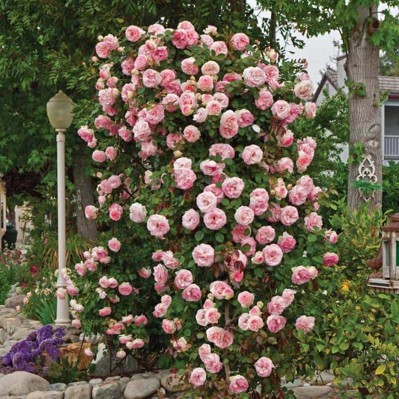 Pearly Gates Climbing Rose | Spring Hill