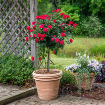 Drop Dead Red Floribunda Rose | Spring Hill Nurseries – Spring Hill Nursery