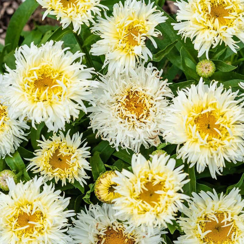 Coconut Leucanthemum - Shasta Daisy | Spring Hill Nurseries