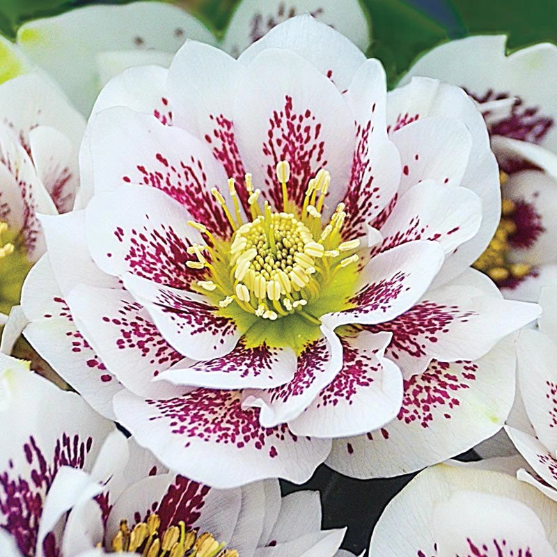 Confetti Cake Lenten Rose – Spring Hill Nurseries