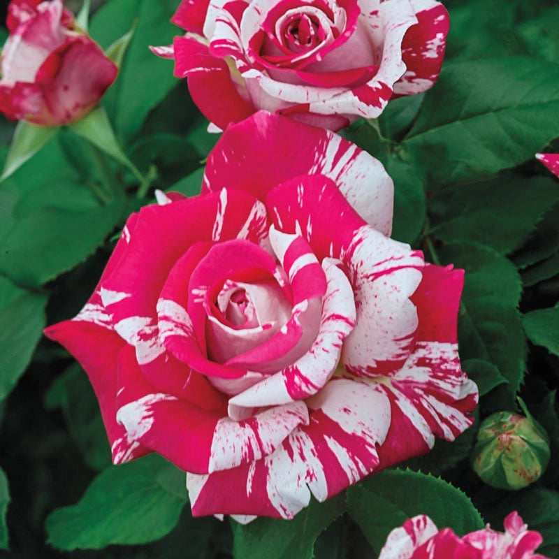 Neil Diamond Rose | Hybrid Tea Rose | Spring Hill Nurseries