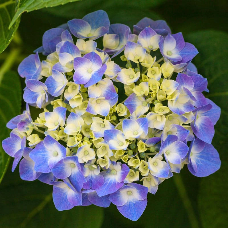 Reblooming Hydrangea Let's Dance Blue Jangles | Spring Hill Nurseries