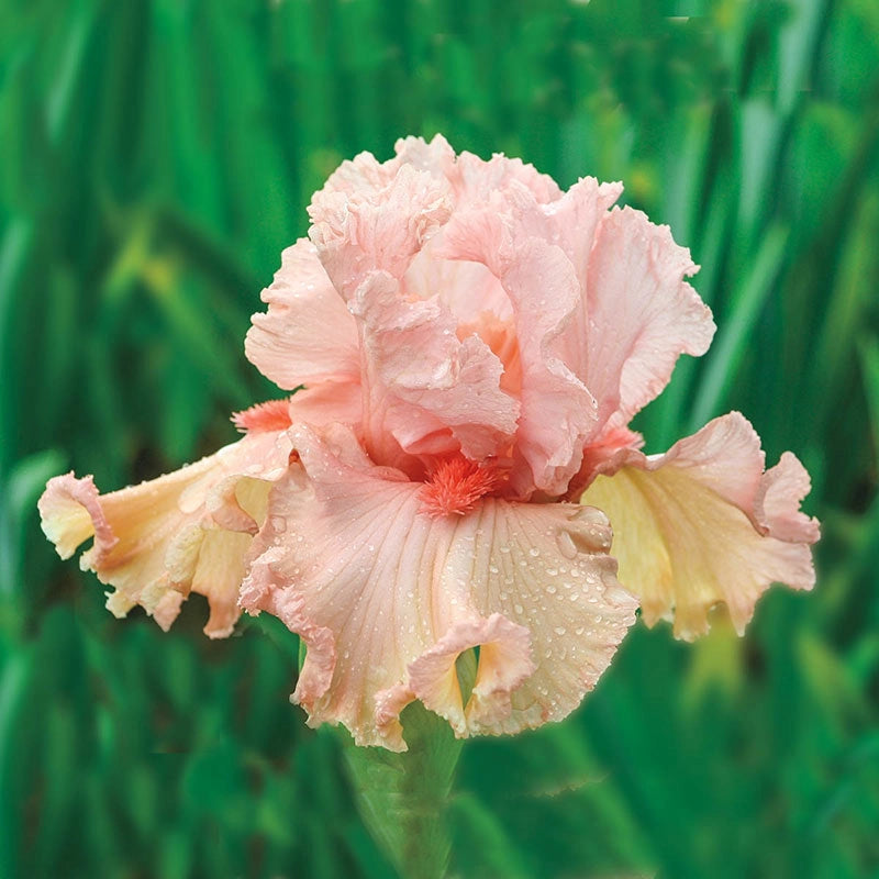 Eye Candy German Iris | Spring Hill Nurseries