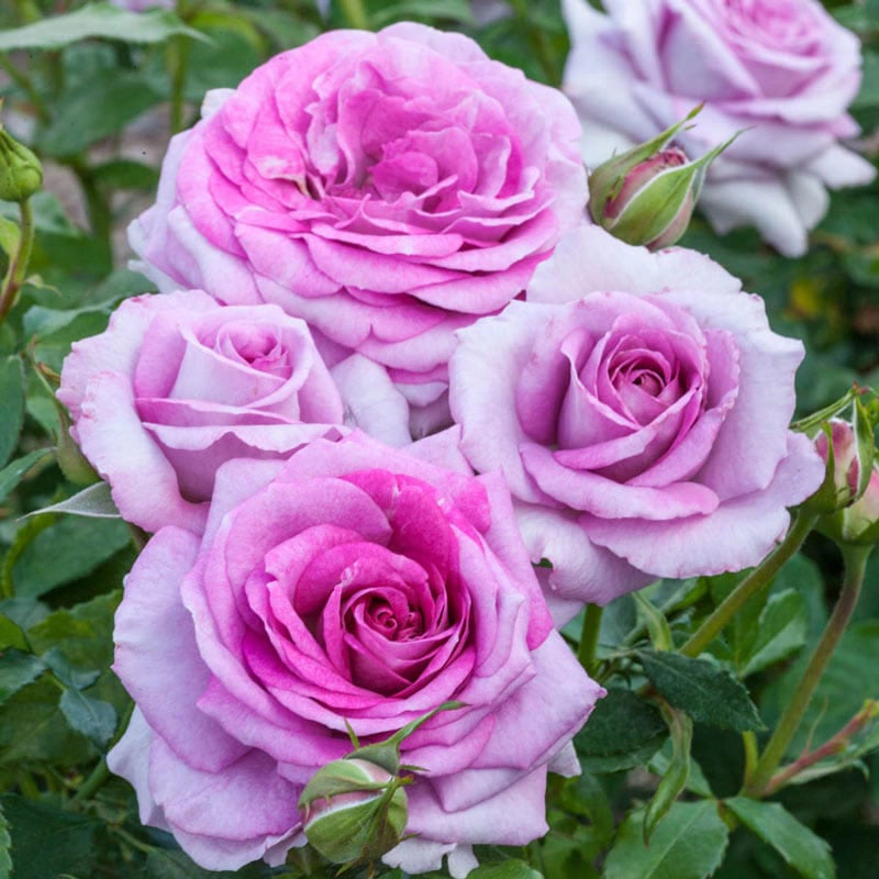 Violet's Pride Rose Jumbo Bareroot | Spring Hill Nurseries