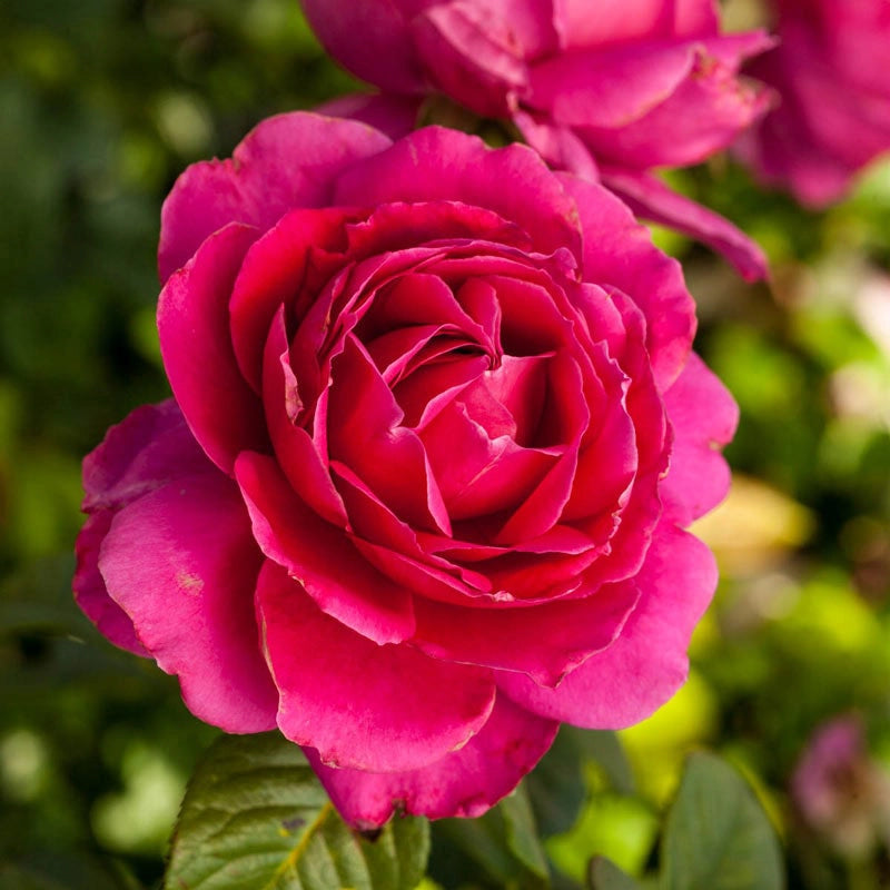 Pretty Lady Rose Jumbo Bareroot | Spring Hill Nurseries – Spring Hill ...