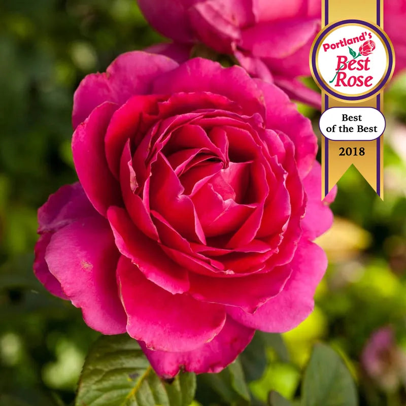 Pretty Lady Rose Jumbo Bareroot | Spring Hill Nurseries